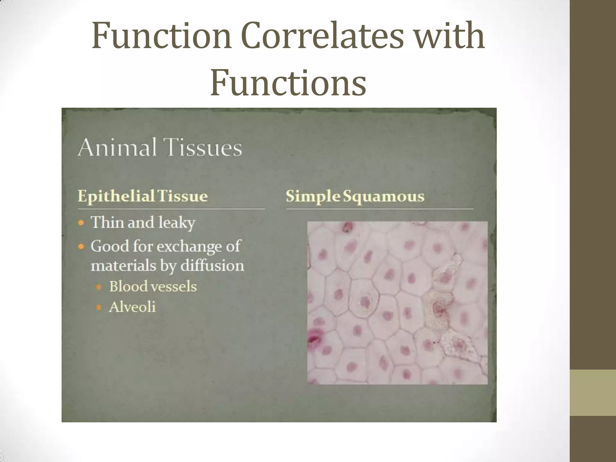 Introduction to animal form & function | PPTX