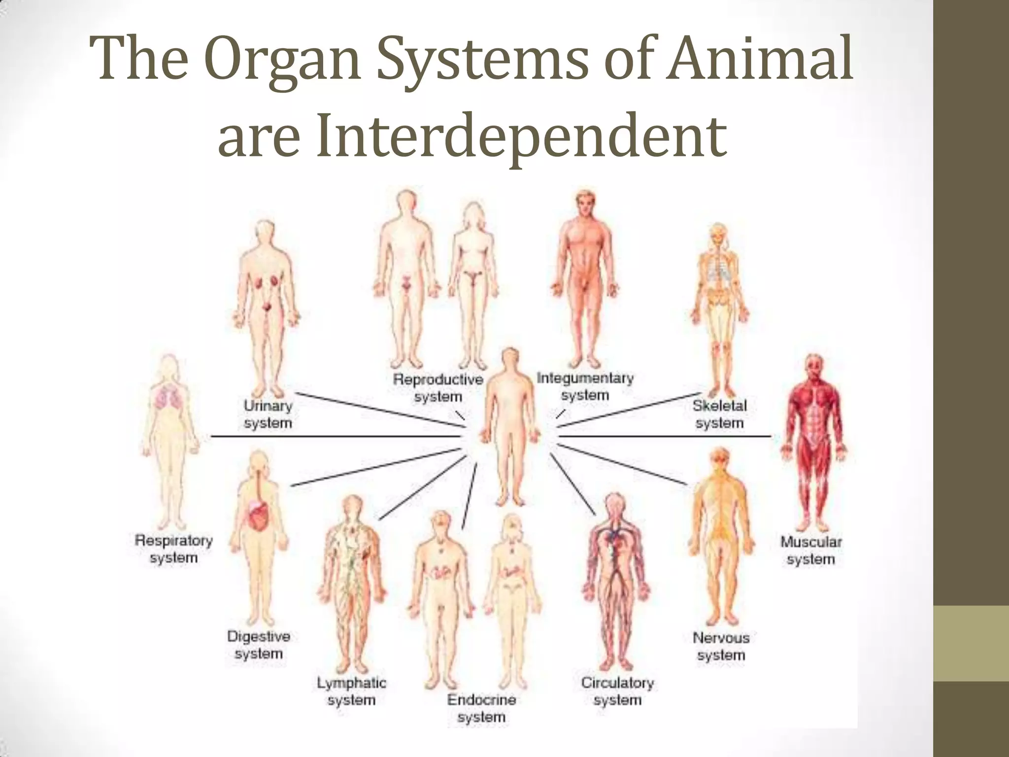 Introduction to animal form & function | PPT Introduction to animal form & function | PPT