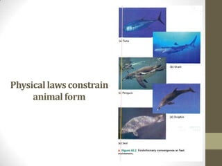 Introduction to animal form & function | PPTX