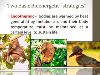 Introduction to animal form & function | PPTX