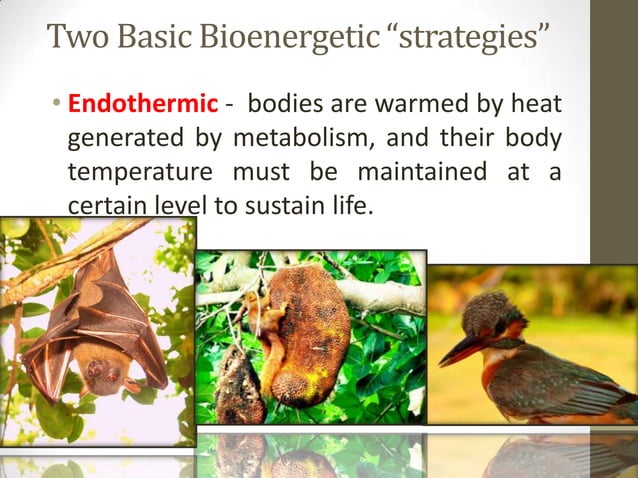 Introduction to animal form & function | PPTX