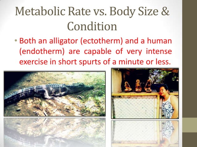 Introduction to animal form & function | PPT Introduction to animal form & function | PPT