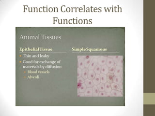 Introduction to animal form & function | PPTX