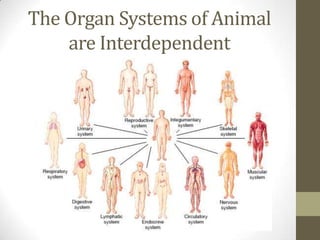 Introduction to animal form & function | PPTX