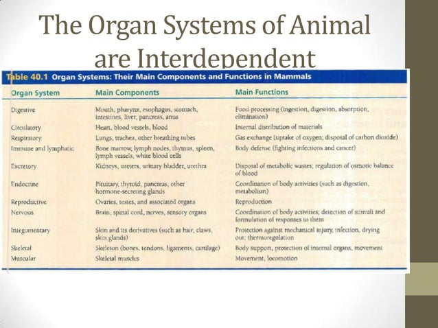 Introduction to animal form & function | PPTX