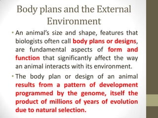 Introduction to animal form & function | PPTX