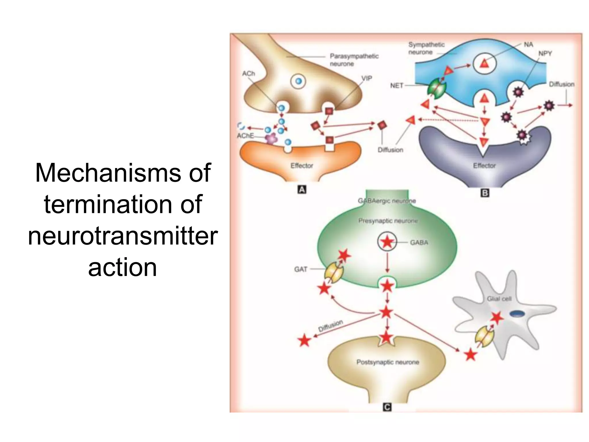 Introduction to Autonomic Nervous system | PPT