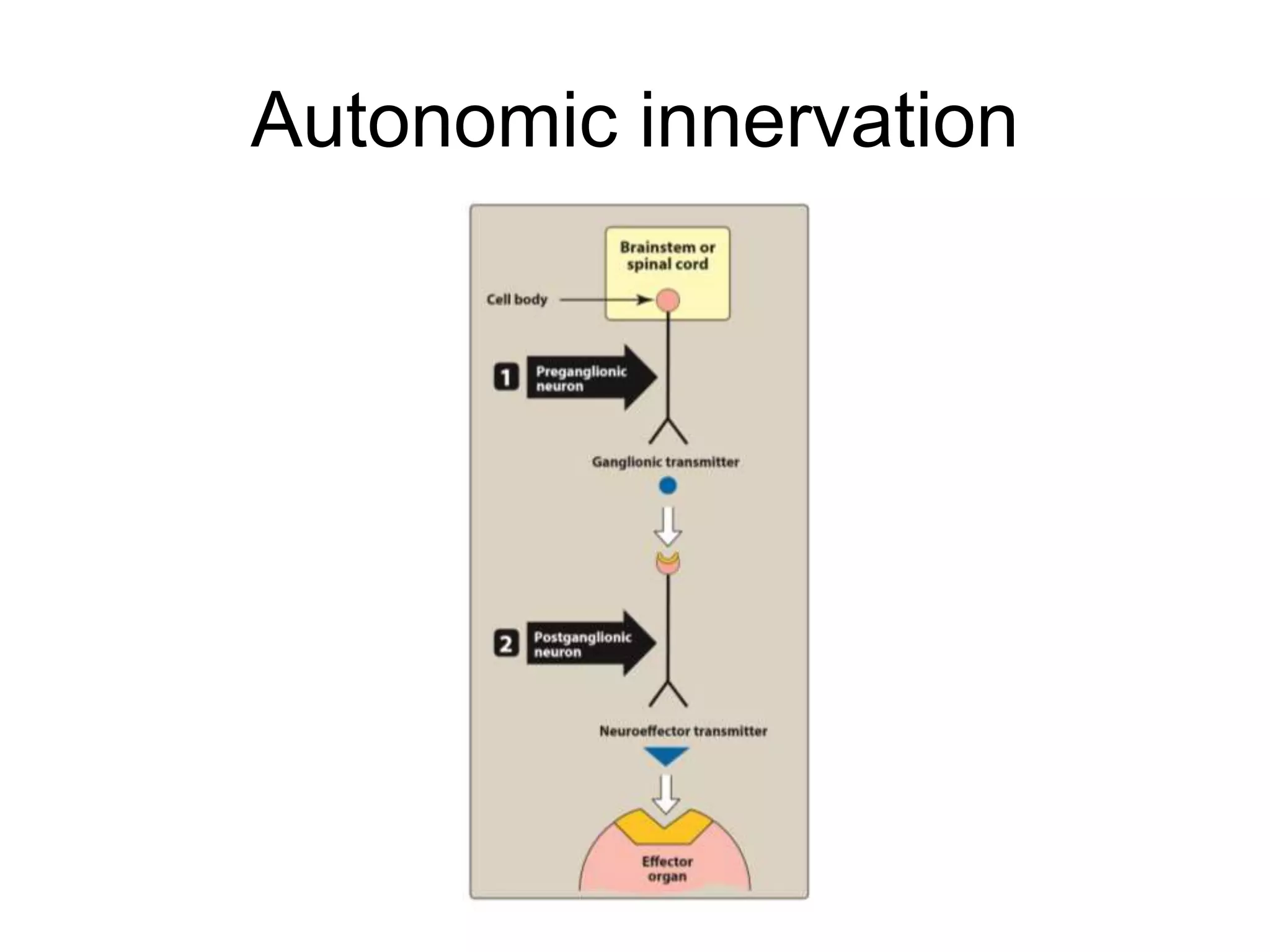 Introduction to Autonomic Nervous system | PPT