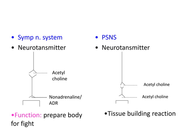 Introduction to ans | PPT | Brain and Nervous System Disorders ...