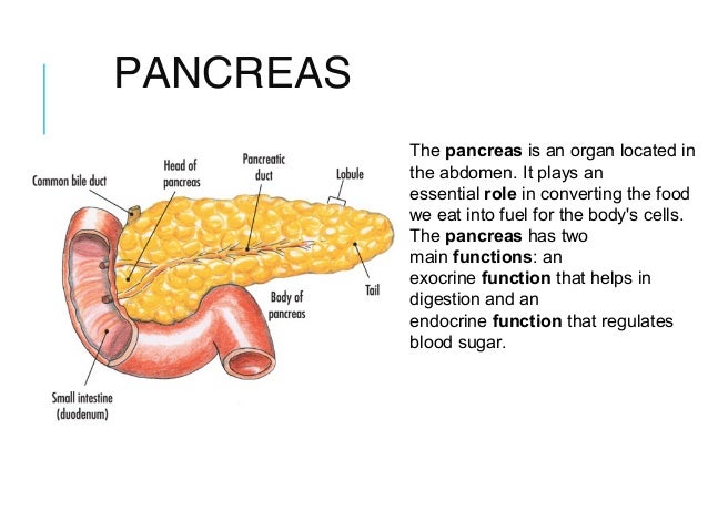 Introduction to Diabetes & anti diabetic drug screening methods