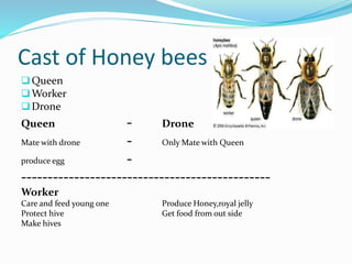 Introduction to Apiculture.pptx | Beekeeping | Hobbies & Interests