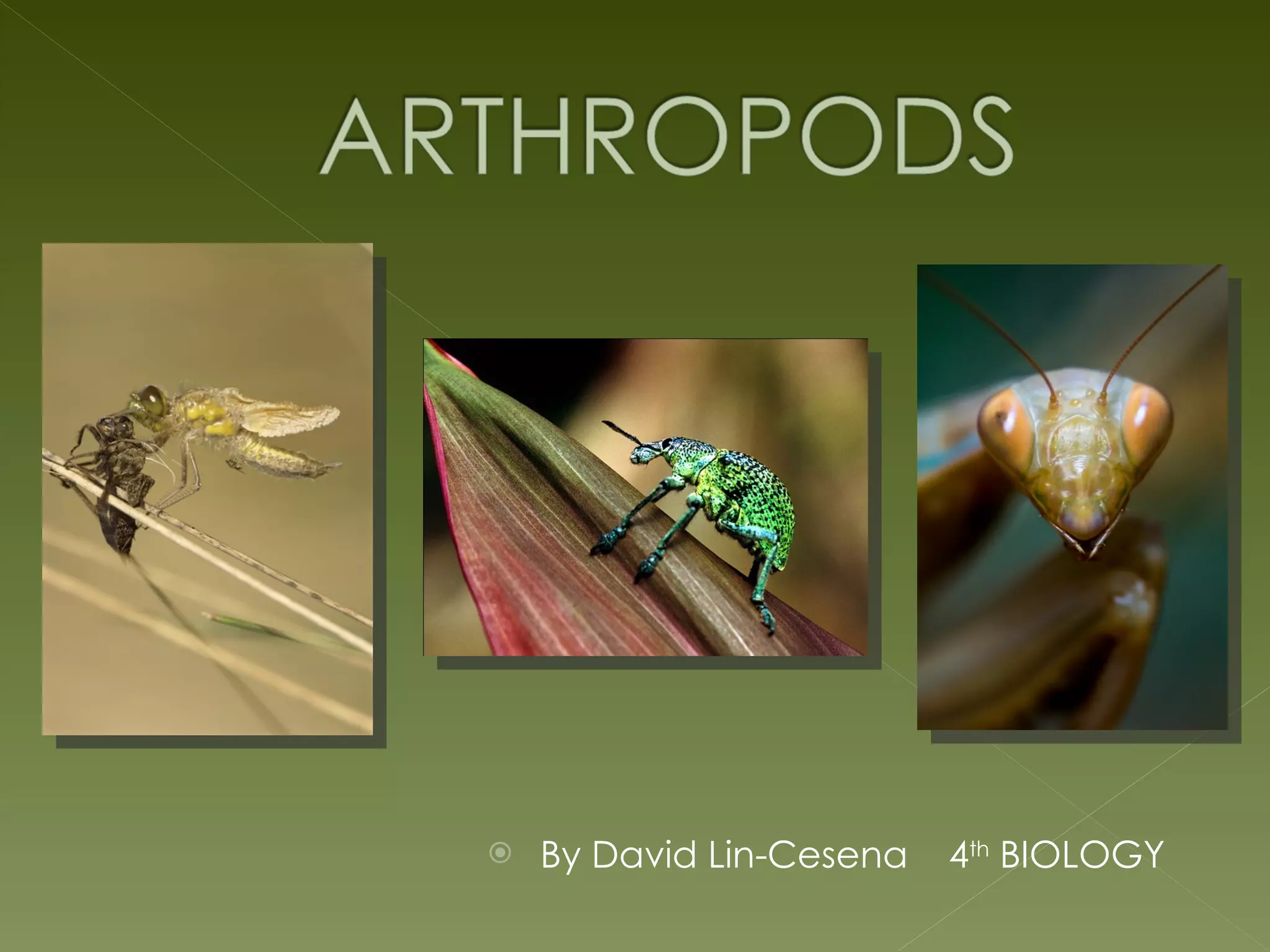 CH 28 Introduction To Arthropods | PPT