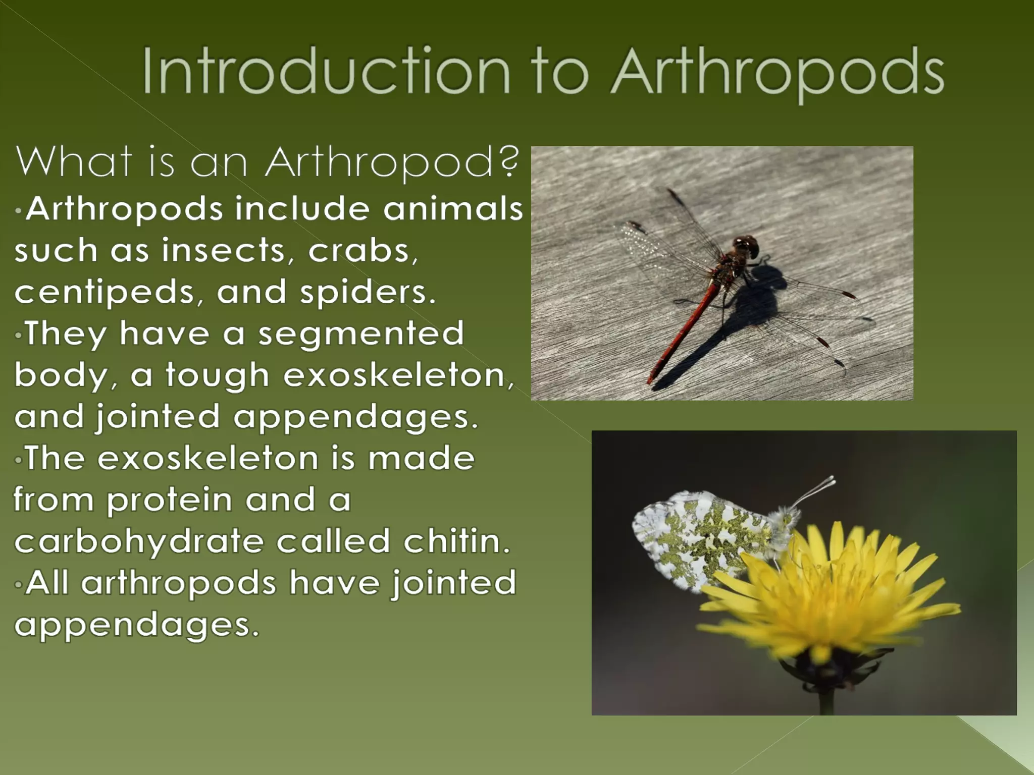 CH 28 Introduction To Arthropods | PPT