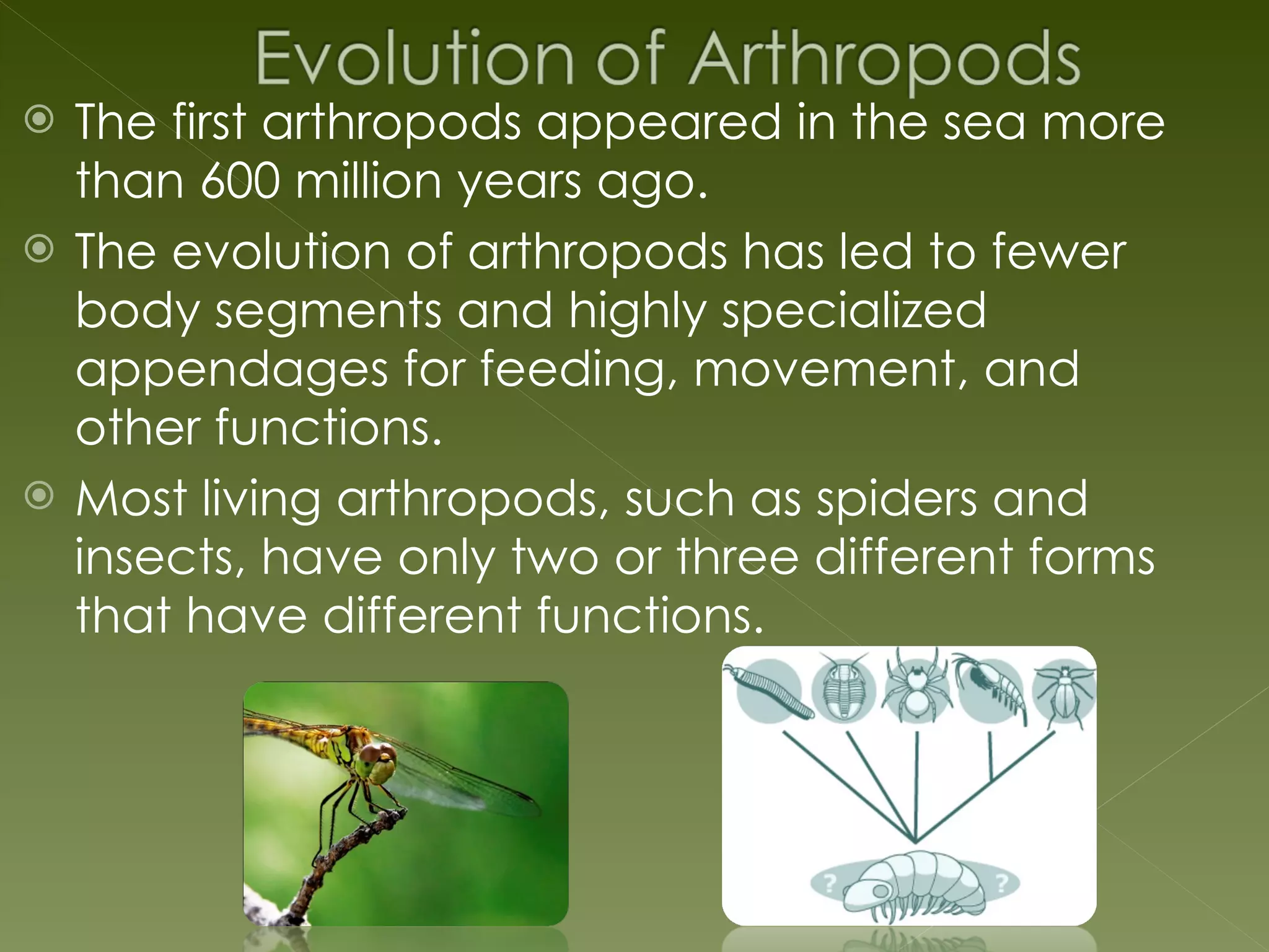 CH 28 Introduction To Arthropods | PPT