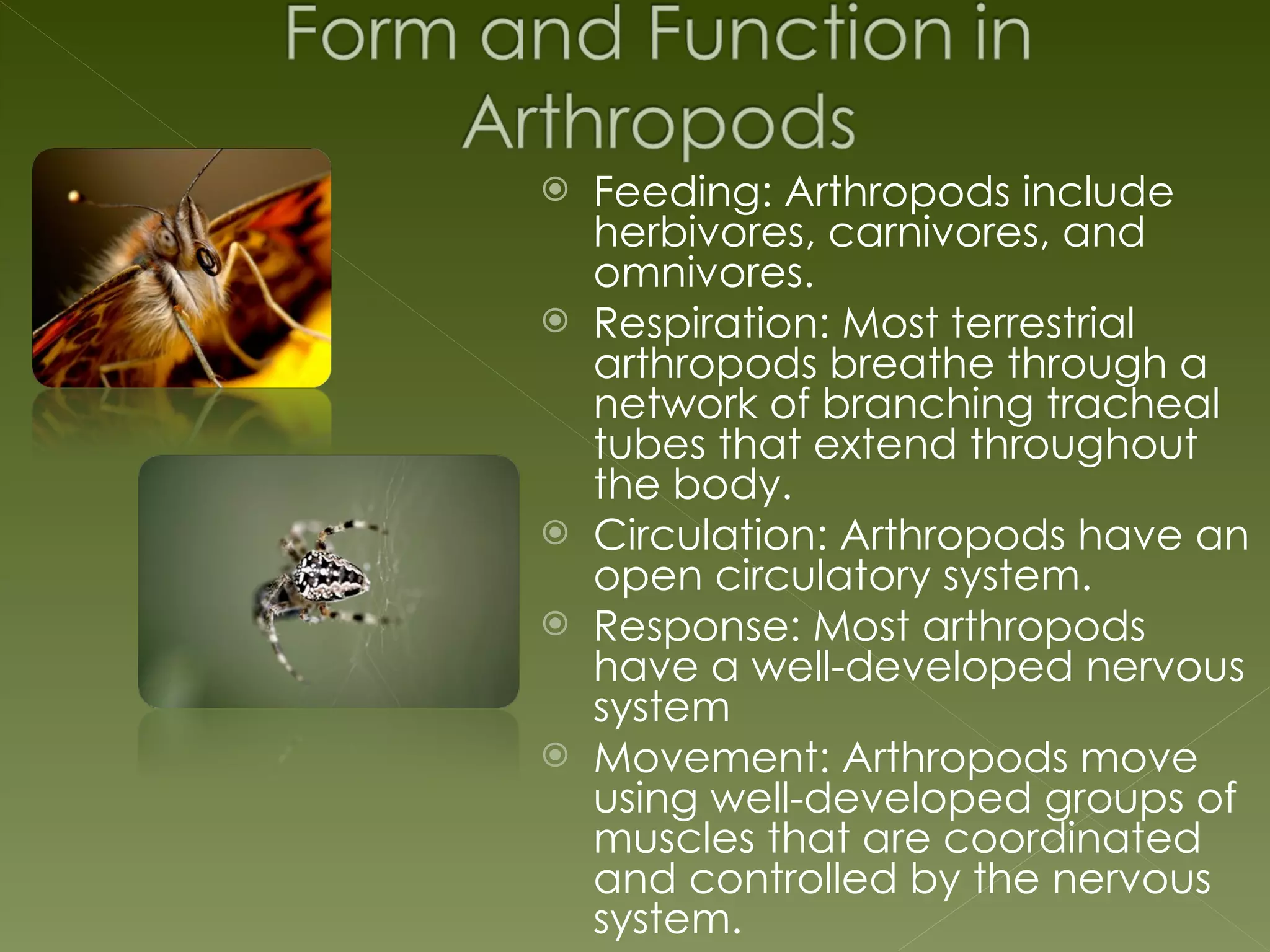 CH 28 Introduction To Arthropods | PPT