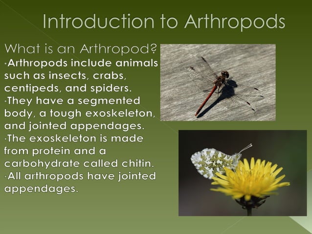 CH 28 Introduction To Arthropods | PPT