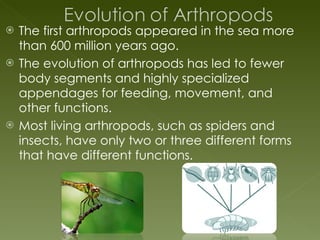 CH 28 Introduction To Arthropods | PPT