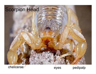 Introduction_to_Arthropods lecture presentation | PDF