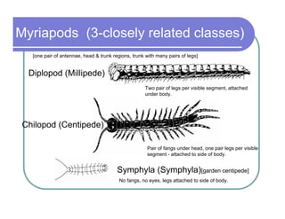 Introduction_to_Arthropods lecture presentation | PPT