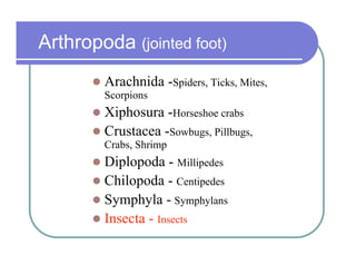 Introduction_to_Arthropods lecture presentation | PPT