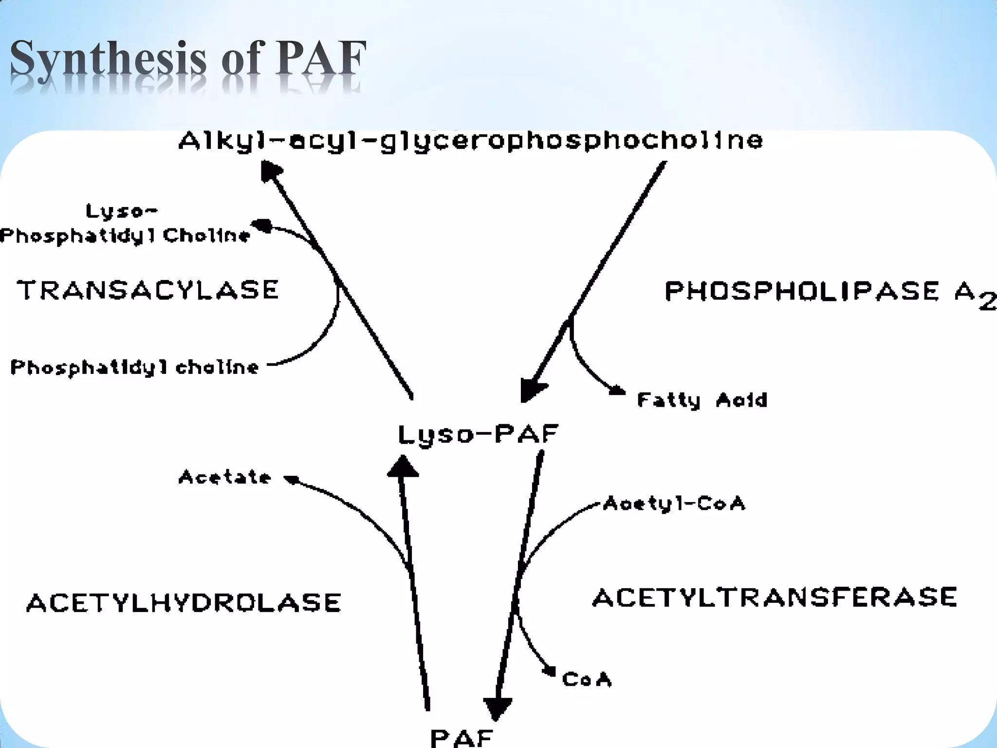 Introduction to autacoids and classification | PDF