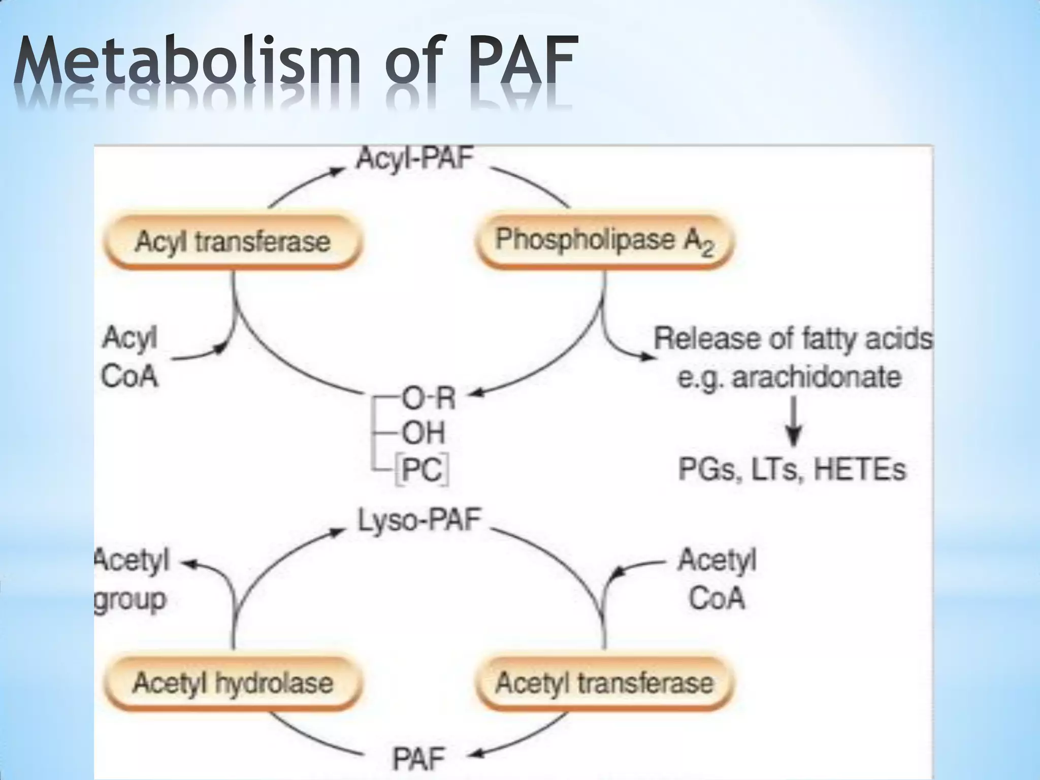 Introduction to autacoids and classification | PDF