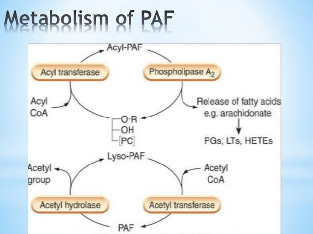 Introduction to autacoids and classification | PDF