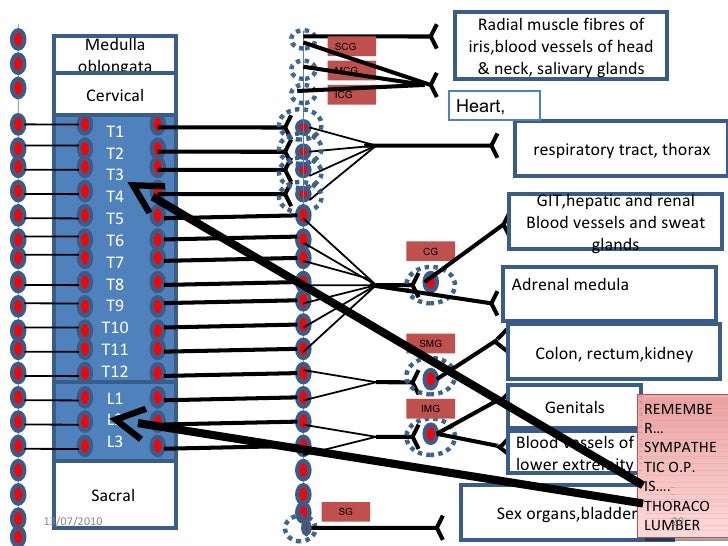 Introduction To Autonomic Nervous System