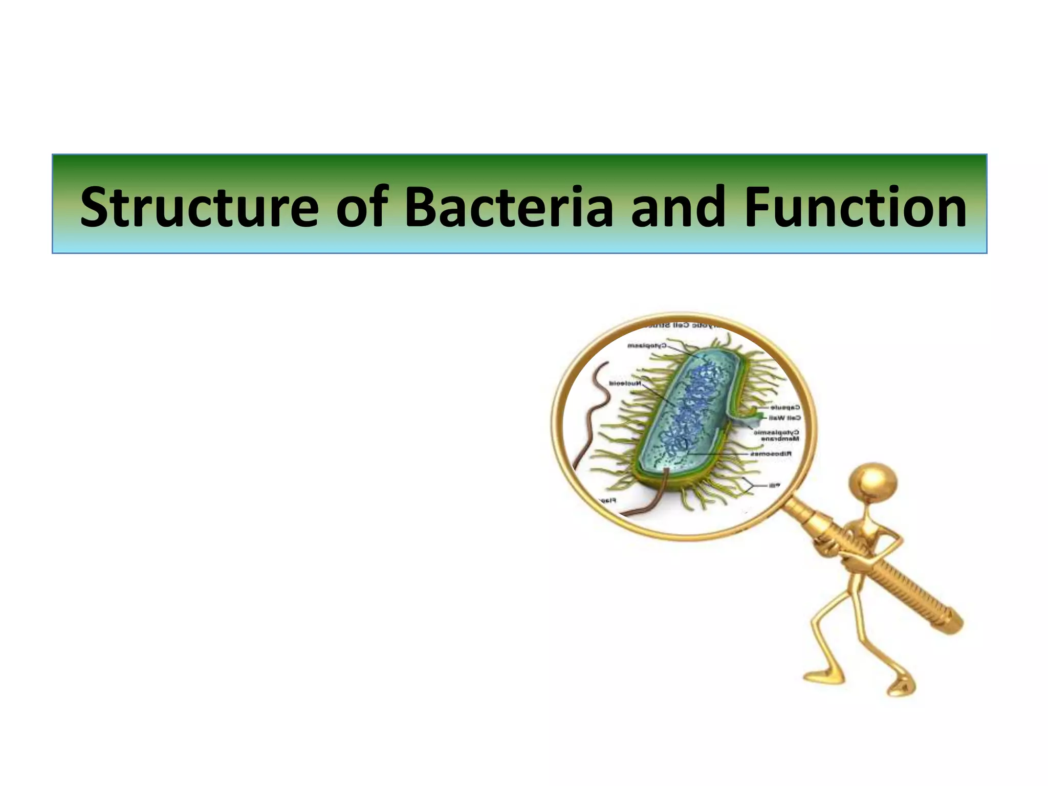 Introduction to bacteria, structure and function | PPTX