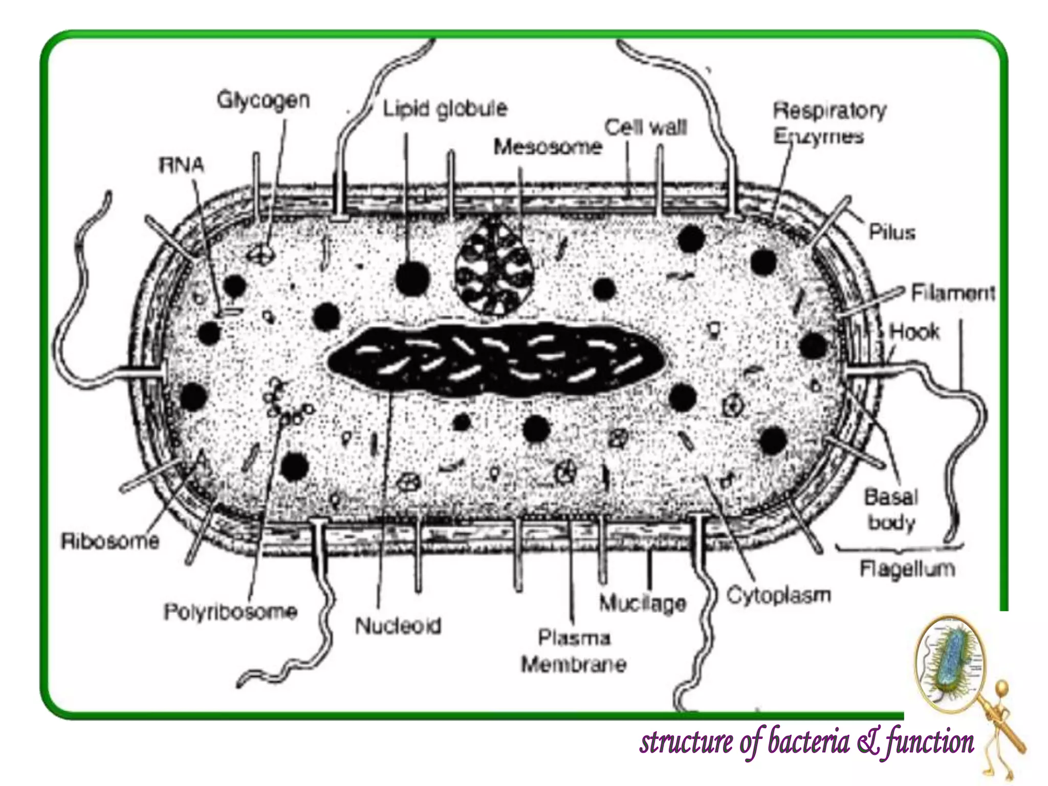 Introduction to bacteria, structure and function | PPTX