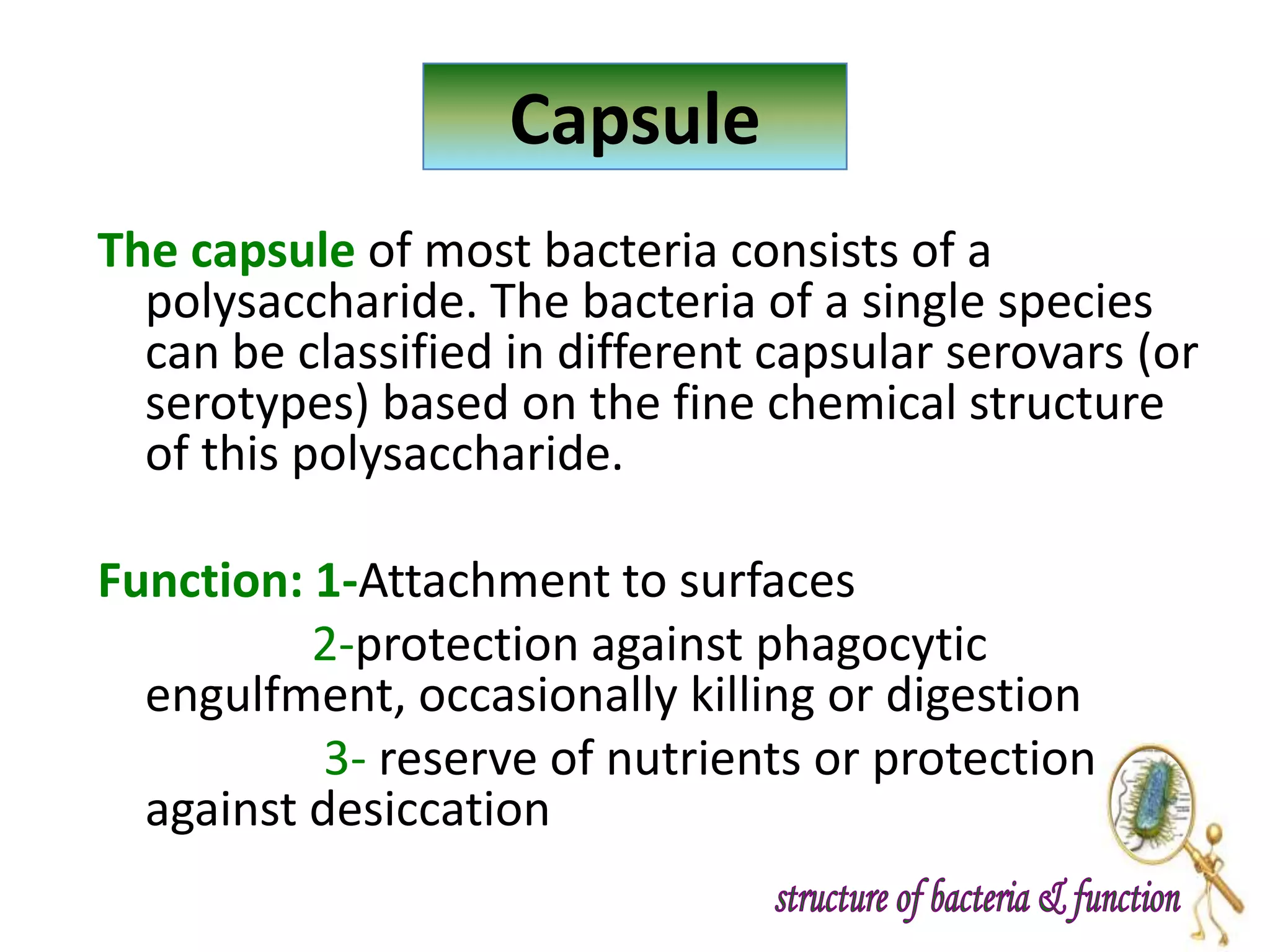 Introduction to bacteria, structure and function | PPTX