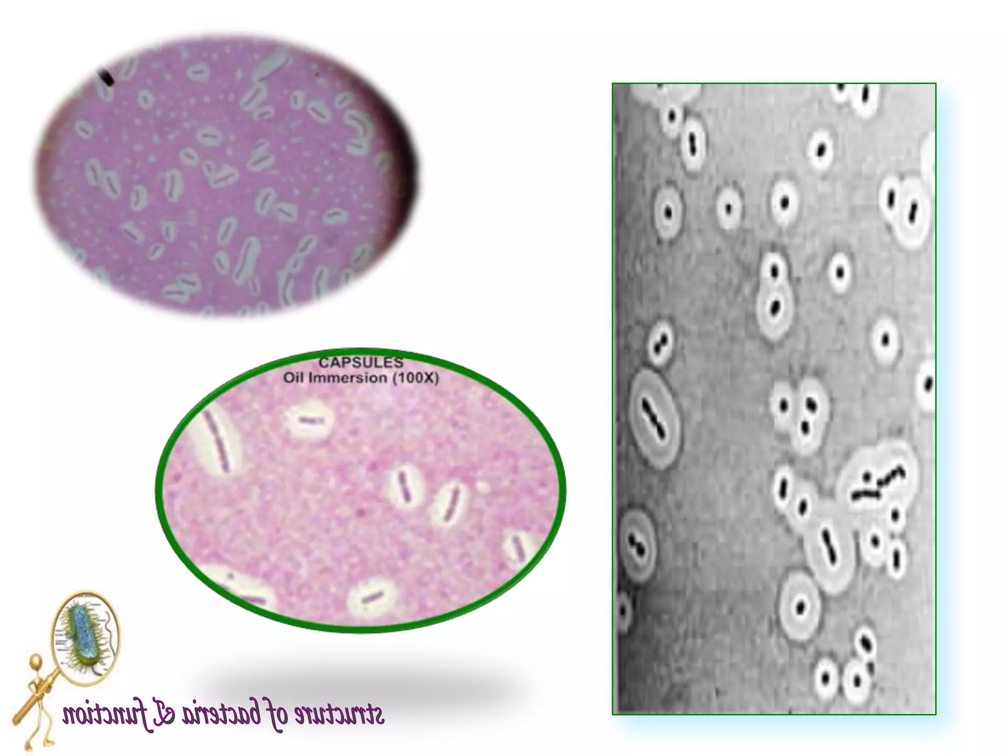 Introduction to bacteria, structure and function | PPTX