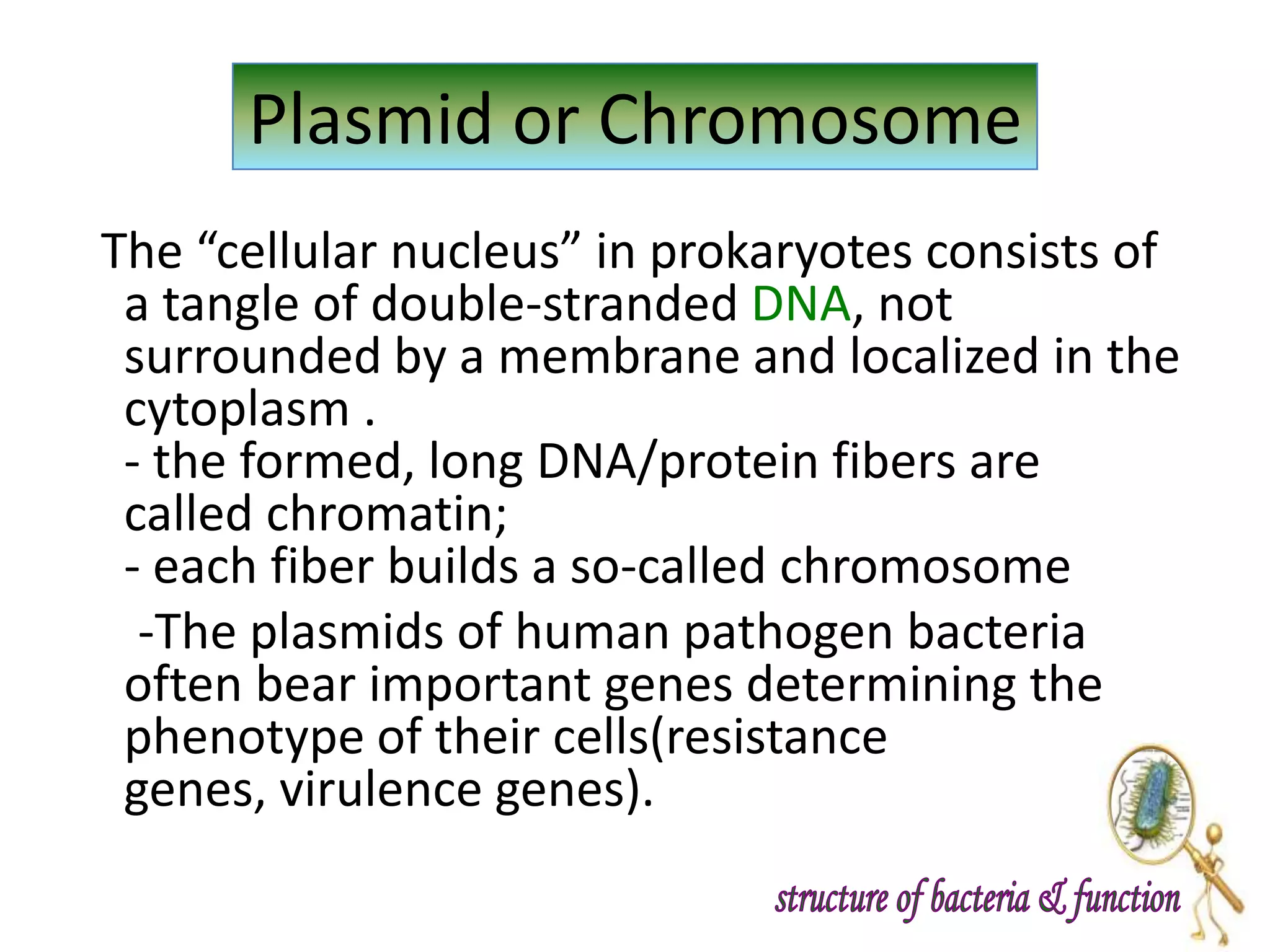 Introduction to bacteria, structure and function | PPTX