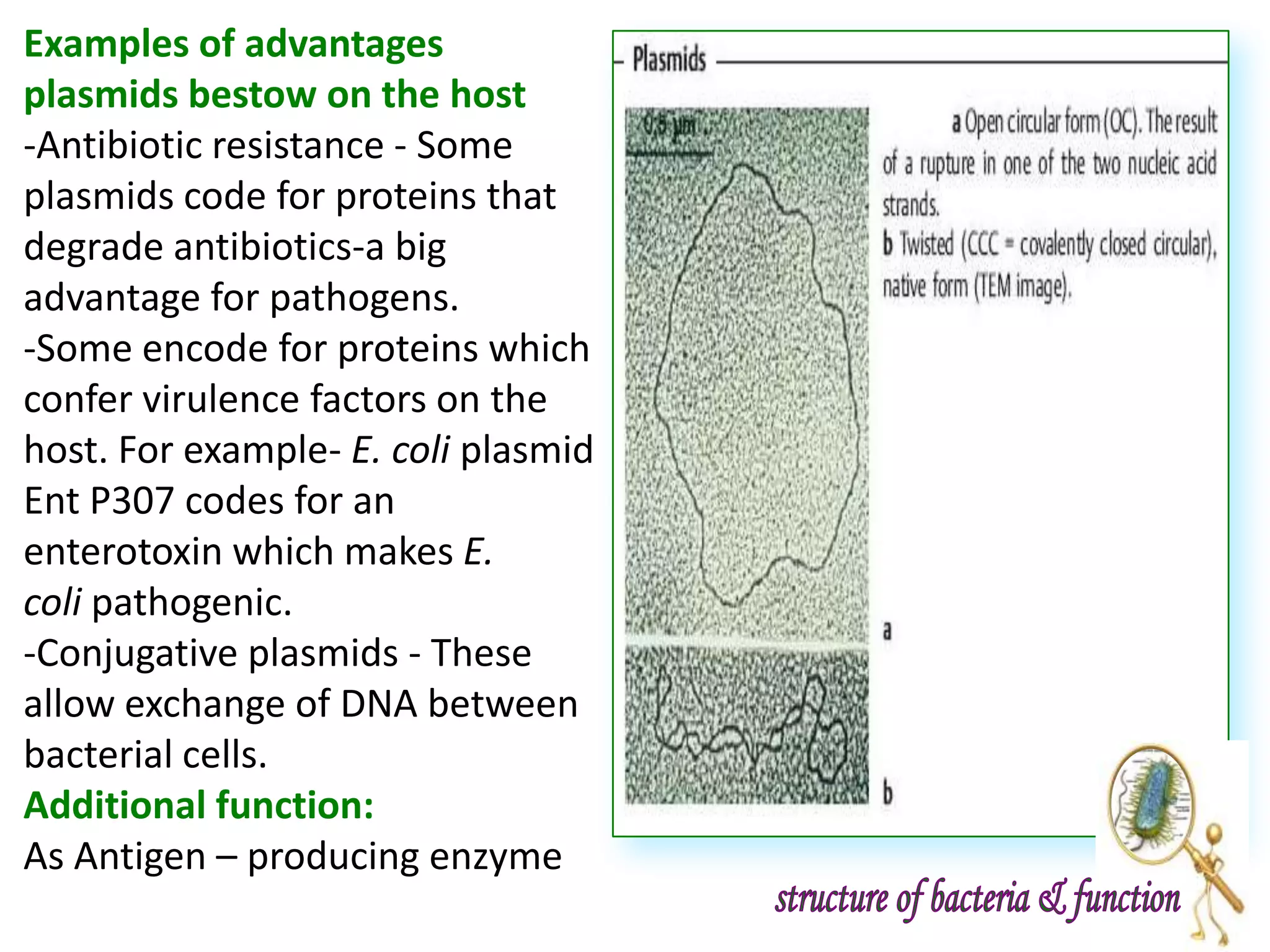 Introduction to bacteria, structure and function | PPTX