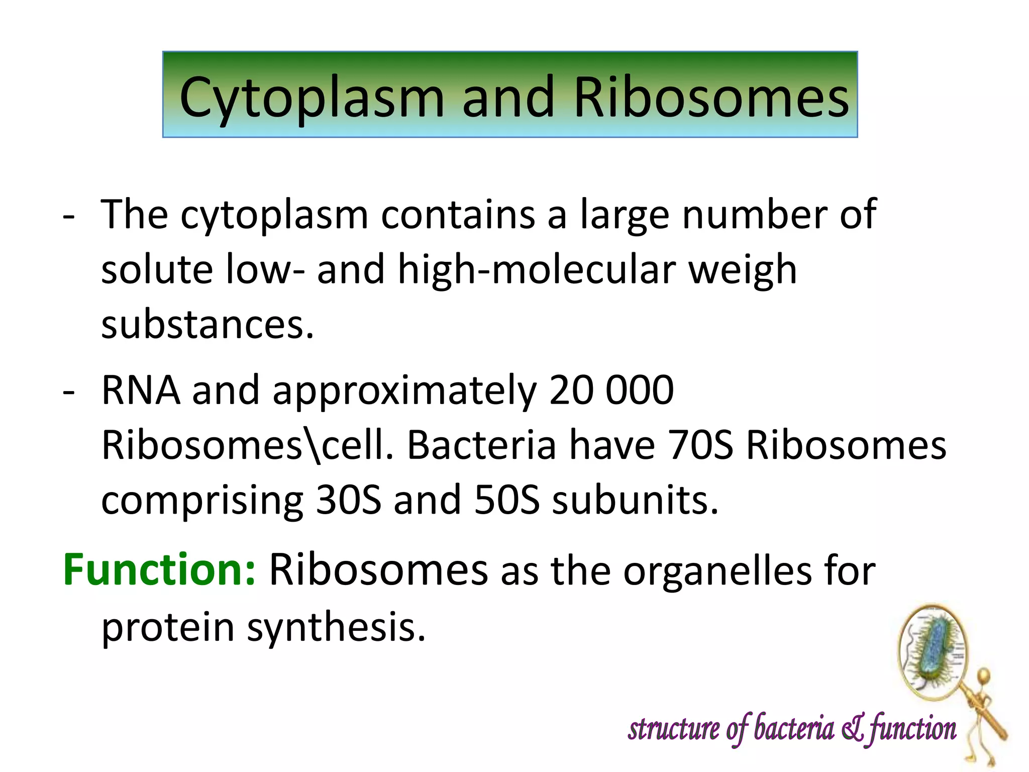 Introduction to bacteria, structure and function | PPTX