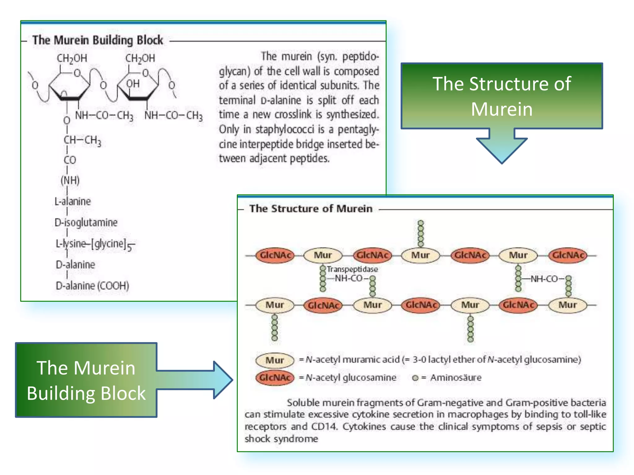 Introduction to bacteria, structure and function | PPTX
