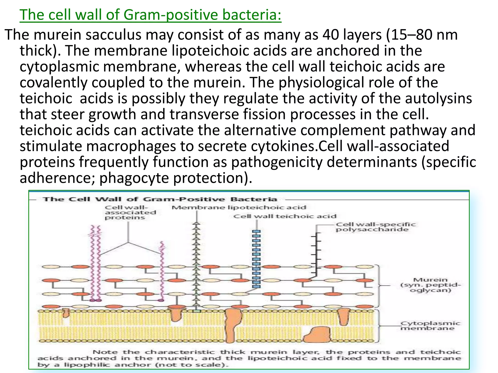 Introduction to bacteria, structure and function | PPTX