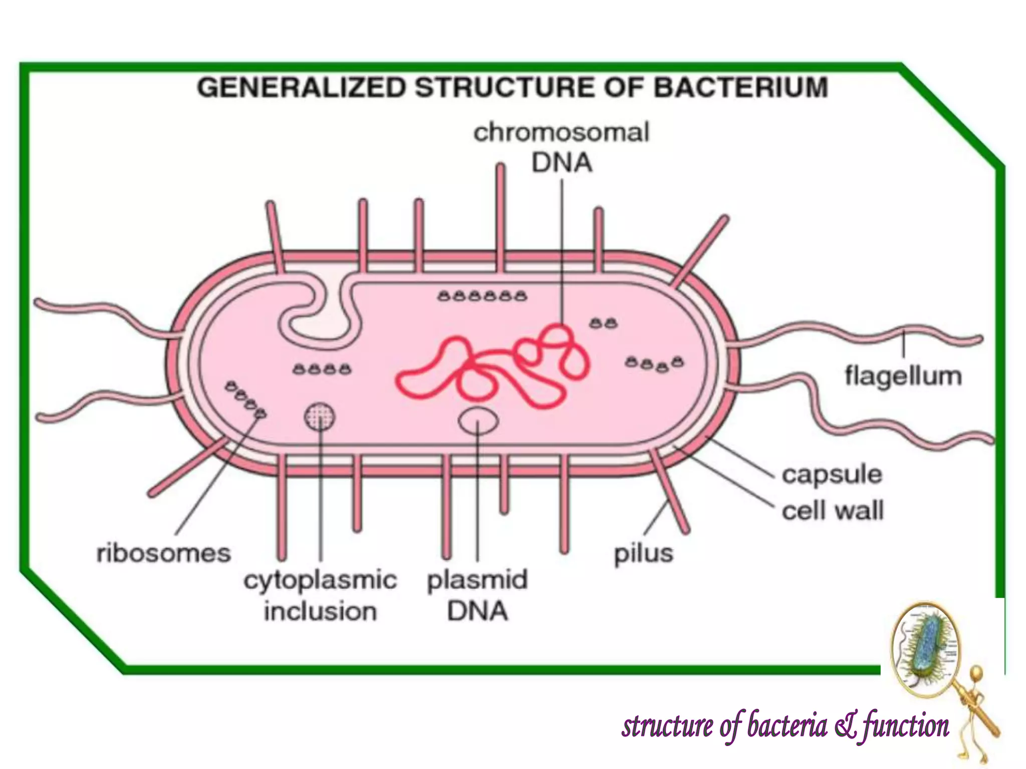 Introduction to bacteria, structure and function | PPTX