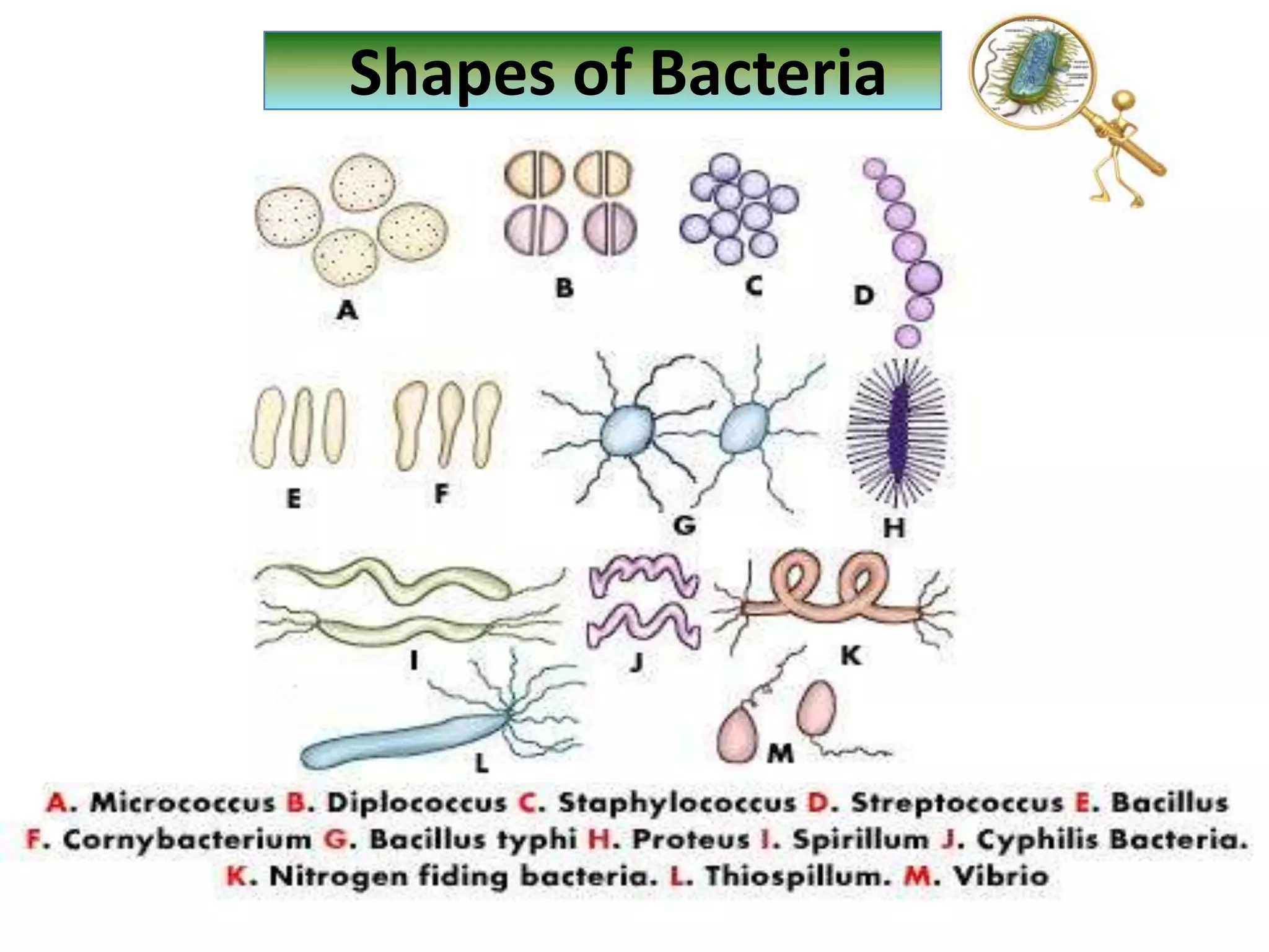Introduction to bacteria, structure and function | PPTX