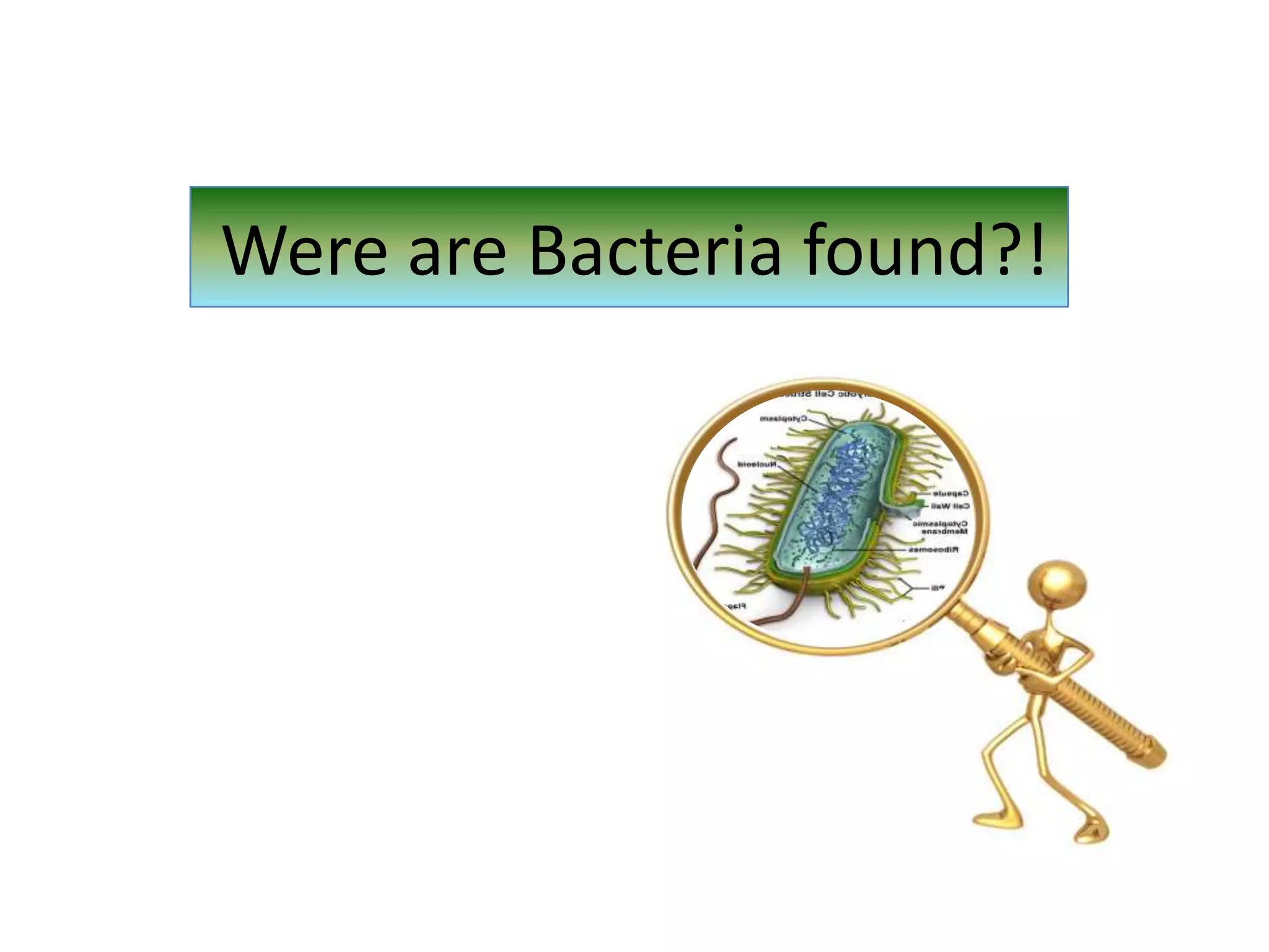 Introduction to bacteria, structure and function | PPTX