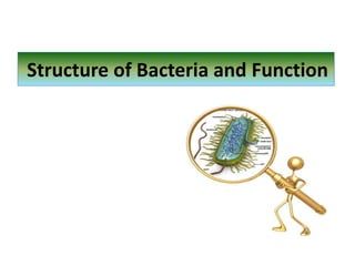 Introduction to bacteria, structure and function | PPTX
