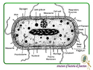 Introduction to bacteria, structure and function | PPTX