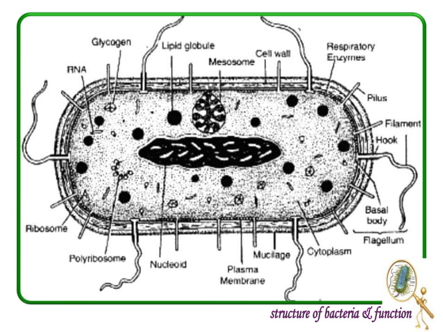Introduction to bacteria, structure and function | PPTX | Genetics | Science