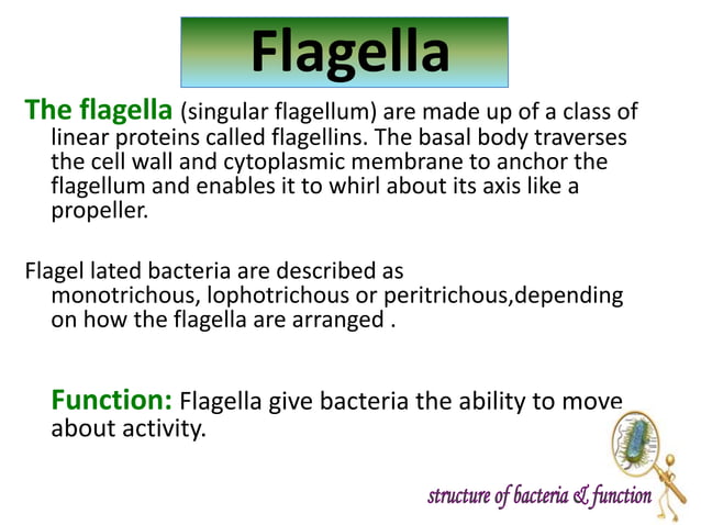 Introduction to bacteria, structure and function | PPTX | Genetics | Science