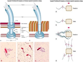 Introduction to bacteria, structure and function | PPTX