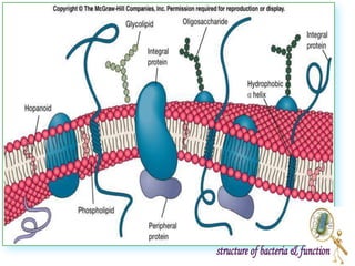 Introduction to bacteria, structure and function | PPTX