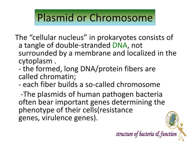 Introduction to bacteria, structure and function | PPTX | Genetics | Science