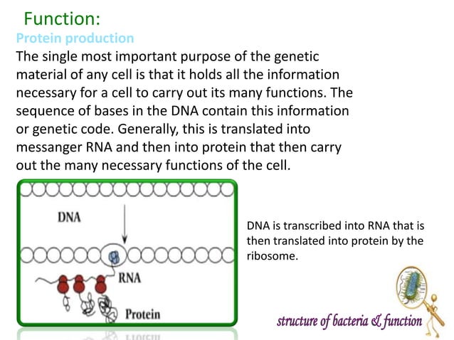 Introduction to bacteria, structure and function | PPTX | Genetics | Science