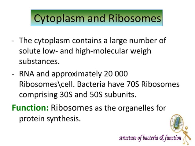 Introduction to bacteria, structure and function | PPTX | Genetics | Science
