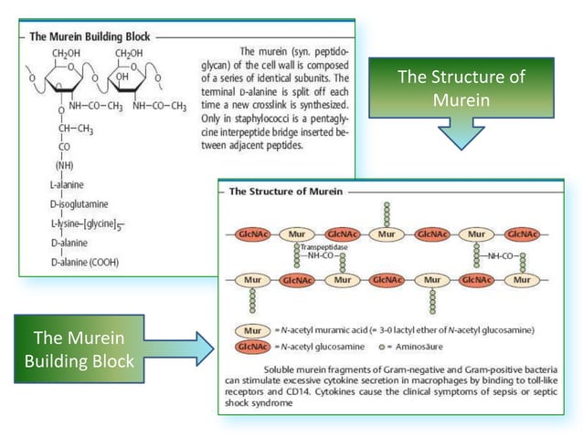 Introduction to bacteria, structure and function | PPTX | Genetics | Science